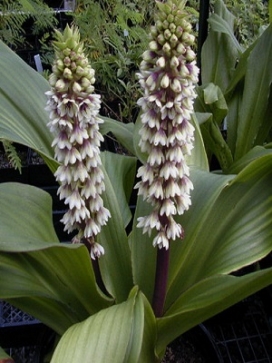 Landcraft Environments: Eucomis