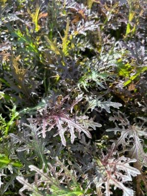 MUSTARD Ruby Streaks: Landcraft Environments