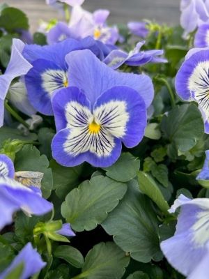 PANSY Cats Plus Marina: Landcraft Environments