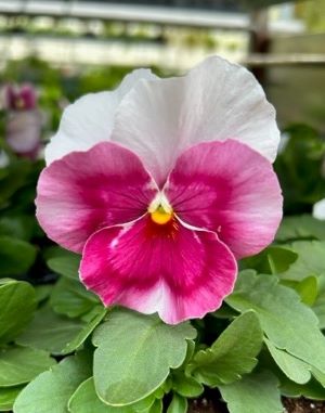 PANSY Grandio Beacon Rose: Landcraft Environments