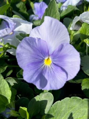 PANSY Spring Matrix Blue: Landcraft Environments