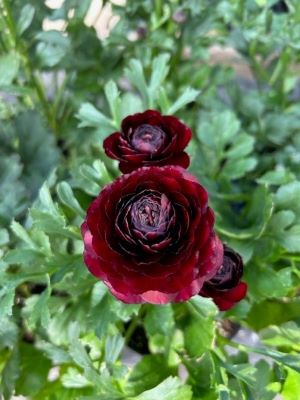 RANUNCULUS Black: Landcraft Environments