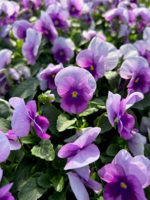 VIOLA Sorbet Orchid Rose Beacon: Landcraft Environments