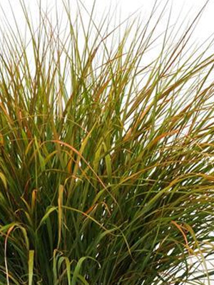 ANEMANTHELE sirocco ColorGrass Phesants Tail: Landcraft Environments