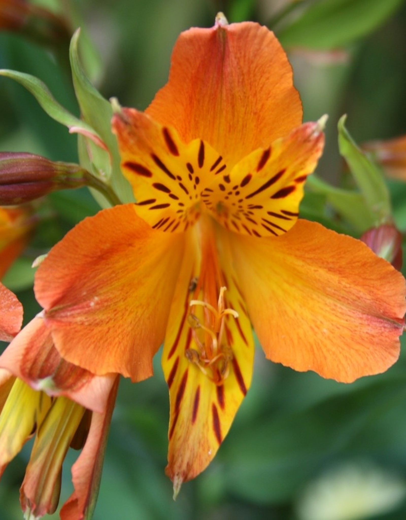 ALSTROEMERIA Colorita Elaine Orange: Landcraft Environments
