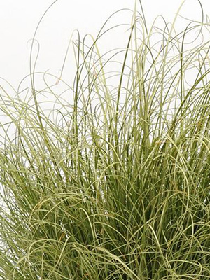 CAREX Colorgrass Amazon Mist: Landcraft Environments