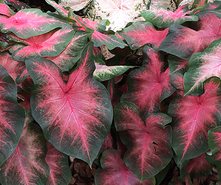 Caladium Sunset Pink: Landcraft Environments
