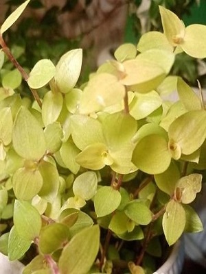 CALLISIA repens 'Gold': Landcraft Environments