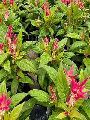 CELOSIA Kelos Fire Red: Landcraft Environments
