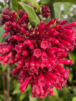 CESTRUM newellii 'Ruby Clusters': Landcraft Environments
