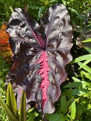 COLOCASIA Redemption: Landcraft Environments