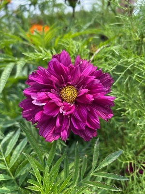 COSMOS Double Click Cranberries: Landcraft Environments