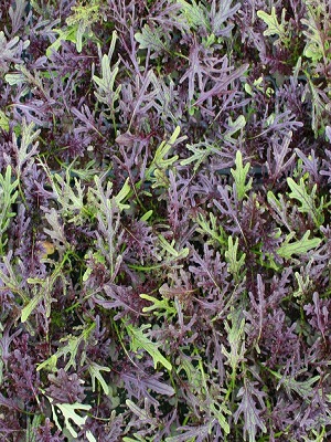 MUSTARD Ruby Streaks: Landcraft Environments