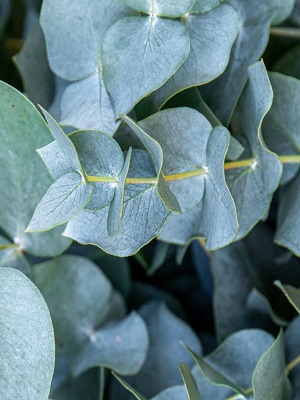 EUCALYPTUS pulverulenta Baby Blue: Landcraft Environments