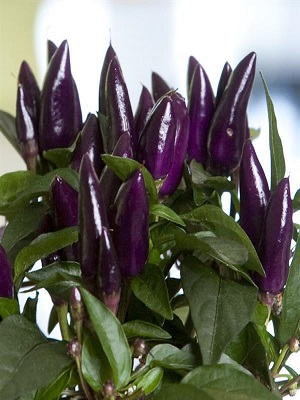 CAPSICUM Salsa XP Purple: Landcraft Environments