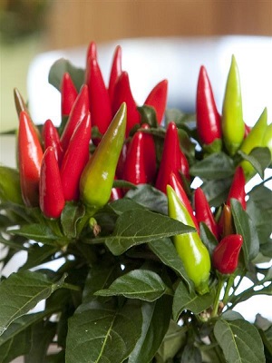 CAPSICUM Salsa XP Red: Landcraft Environments