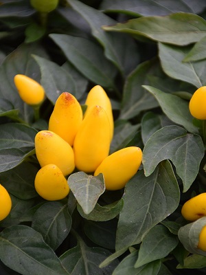 CAPSICUM Salsa XP Yellow: Landcraft Environments