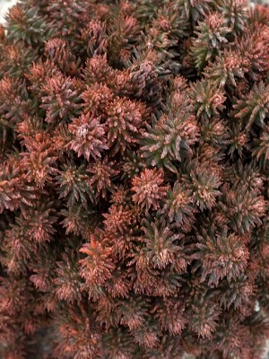 SEDUM hakonense Chocolate Ball: Landcraft Environments