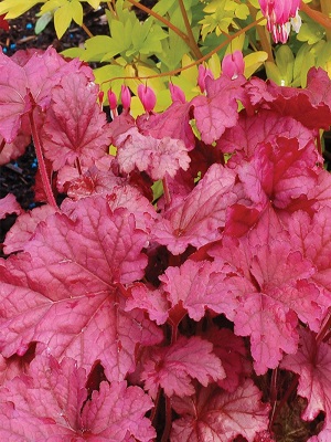 HEUCHERA hybrid Berry SMoothie: Landcraft Environments