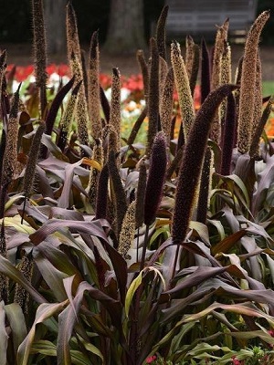 MILLET ornamental Copper Prince: Landcraft Environments