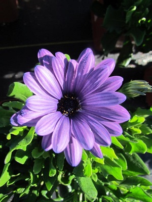 OSTEOSPERMUM Zion Blue Denim: Landcraft Environments