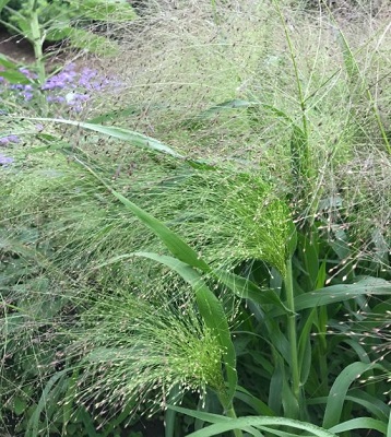 PANICUM elegans Frosted Explosion: Landcraft Environments