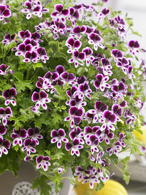 Pelargonium Mosquitaway Eva: Landcraft Environments