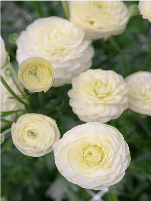 RANUNCULUS Cream: Landcraft Environments