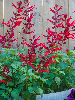 SALVIA Roman Red: Landcraft Environments