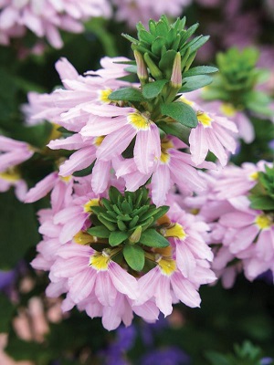 Coco Basket 12"- Scaevola Pink: Landcraft Environments