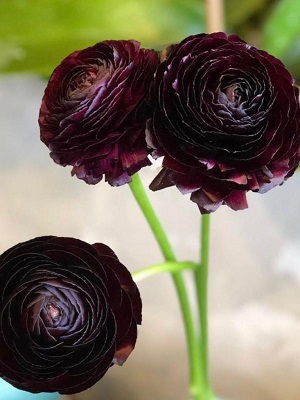 RANUNCULUS Black: Landcraft Environments