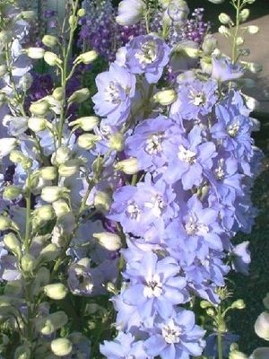 DELPHINIUM Pacific Giant Cameliard: Landcraft Environments
