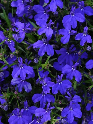 LOBELIA Blue: Landcraft Environments
