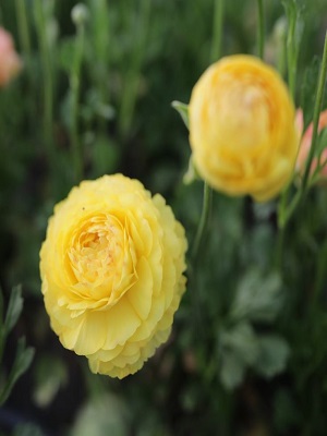 RANUNCULUS Pastel Lemon: Landcraft Environments