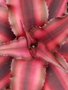 Landcraft Environments: Bromeliads