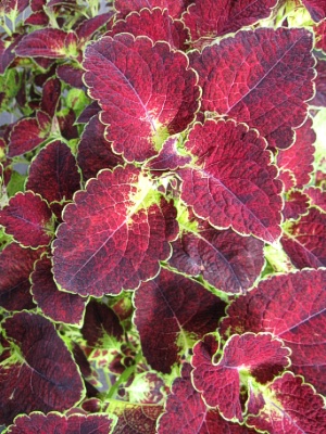 COLEUS Dipped in Wine: Landcraft Environments