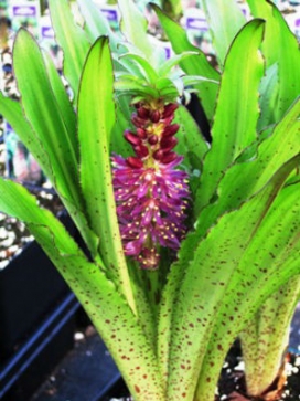 Landcraft Environments: Eucomis