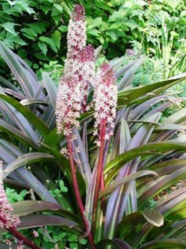 Landcraft Environments: Eucomis