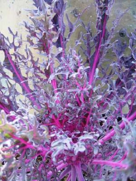 ORNAMENTAL KALE Peacock Red: Landcraft Environments