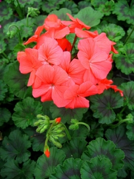 Landcraft Environments: Columns