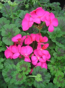 Landcraft Environments: Columns