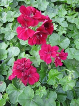 Landcraft Environments: Geranium