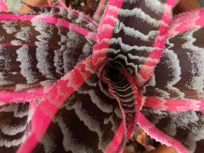 CRYPTANTHUS Elaine: Landcraft Environments