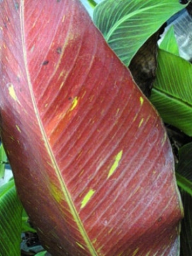 Landcraft Environments: Bananas