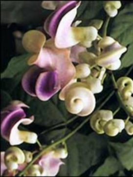 Landcraft Environments: Vines & Climbers